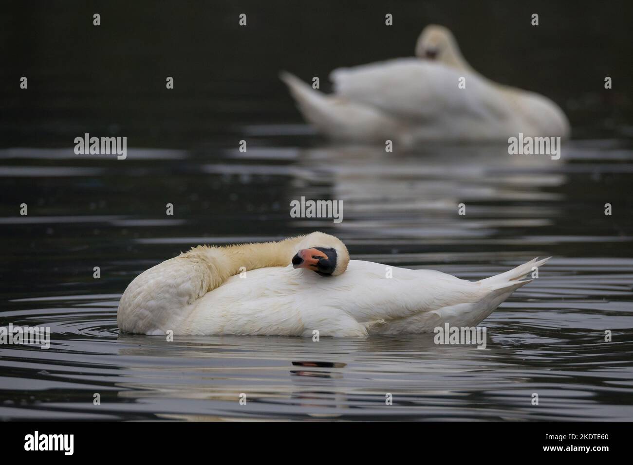 Mute swan cygnus olor sleeping rest resting hi-res stock photography ...