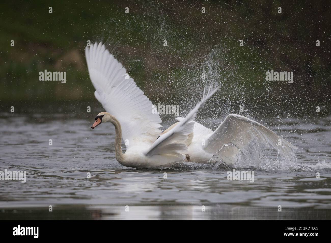 Adult swans fighting hi-res stock photography and images - Alamy