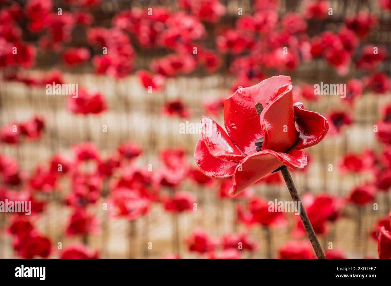 Focus on a single ceramic poppy in front of the wave at Plymouth Hoe ...