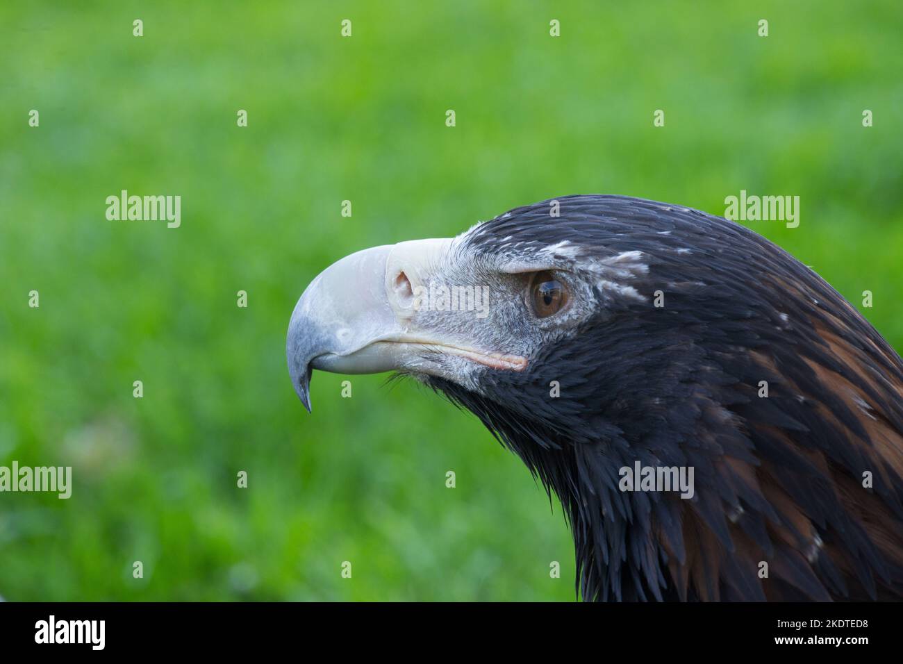 Eaglehawks hi-res stock photography and images - Alamy