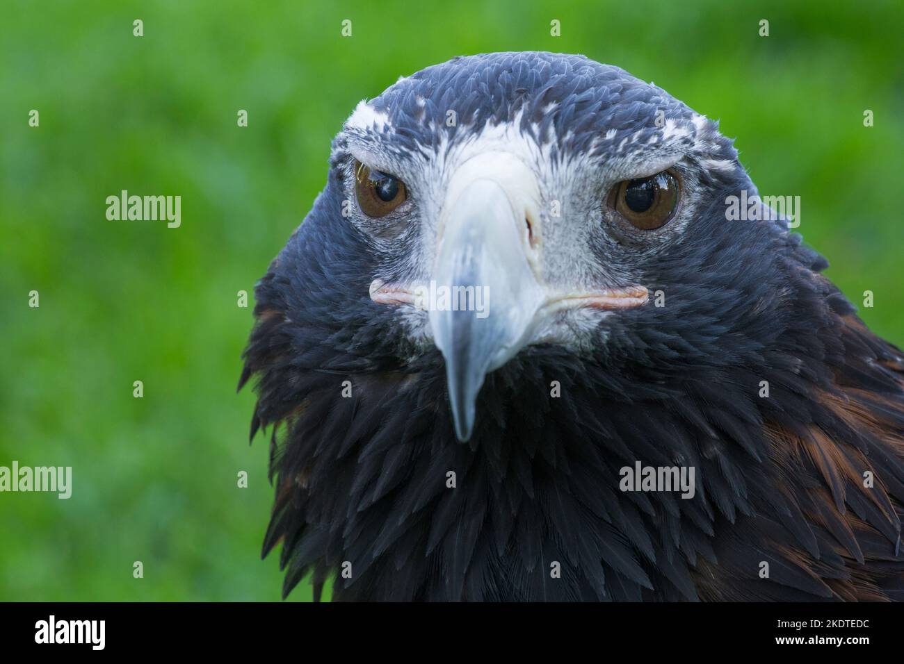 Eaglehawks hi-res stock photography and images - Alamy