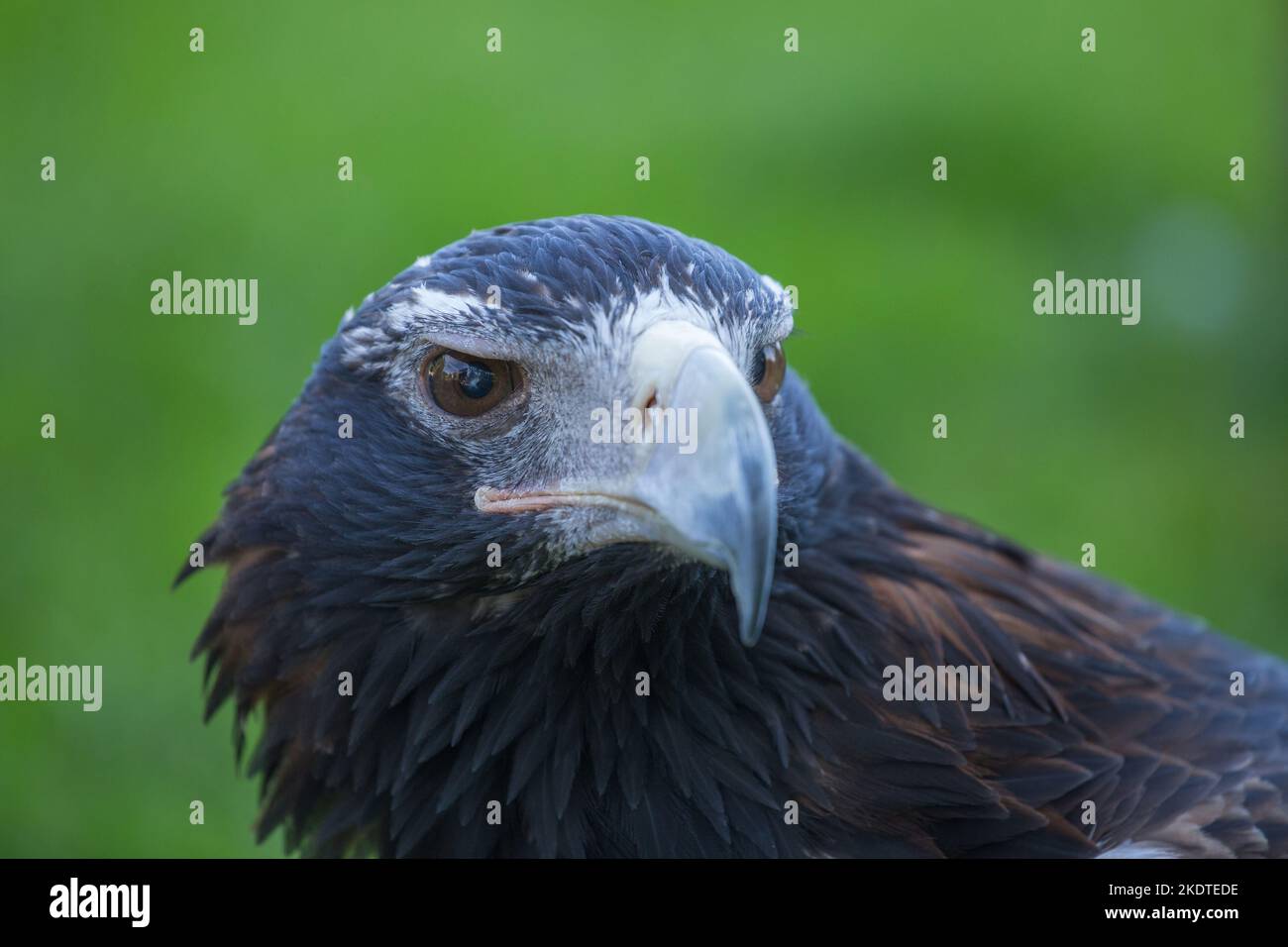 Eaglehawks hi-res stock photography and images - Alamy