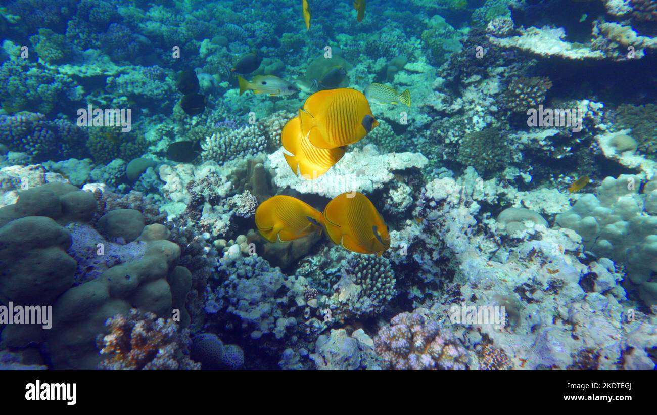 Butterfly fish. Chaetodontidae. Masked Butterfly Fish - This butterfly ...
