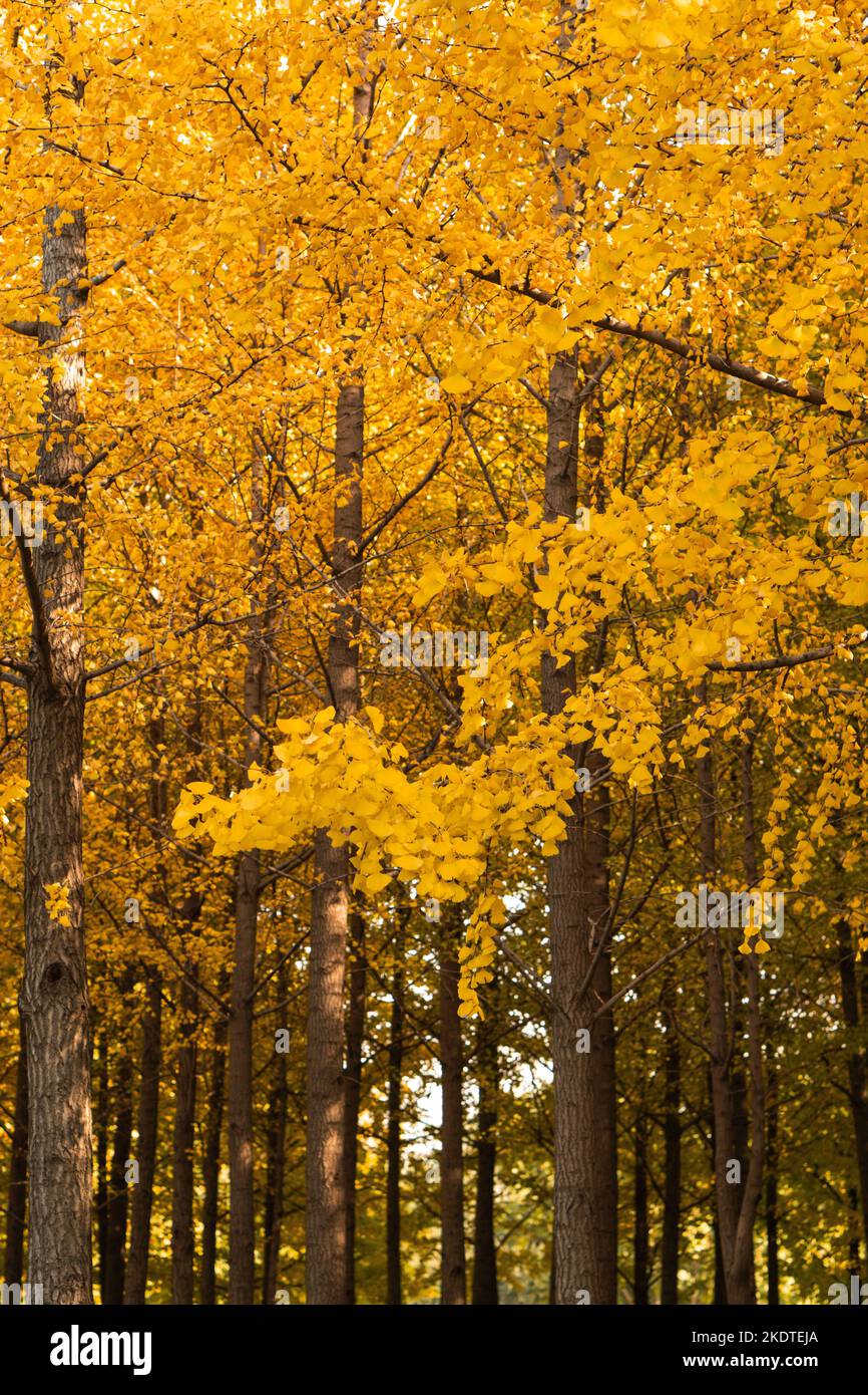 Ginkgo forest hi-res stock photography and images - Alamy
