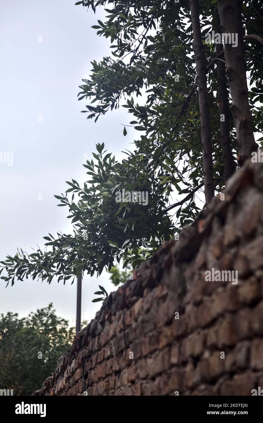 Brick wall with trees above it Stock Photo - Alamy