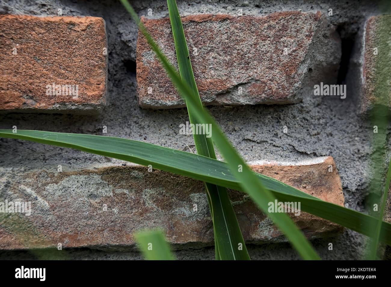 Tall grass leaning on a brick wall seen up close Stock Photo - Alamy