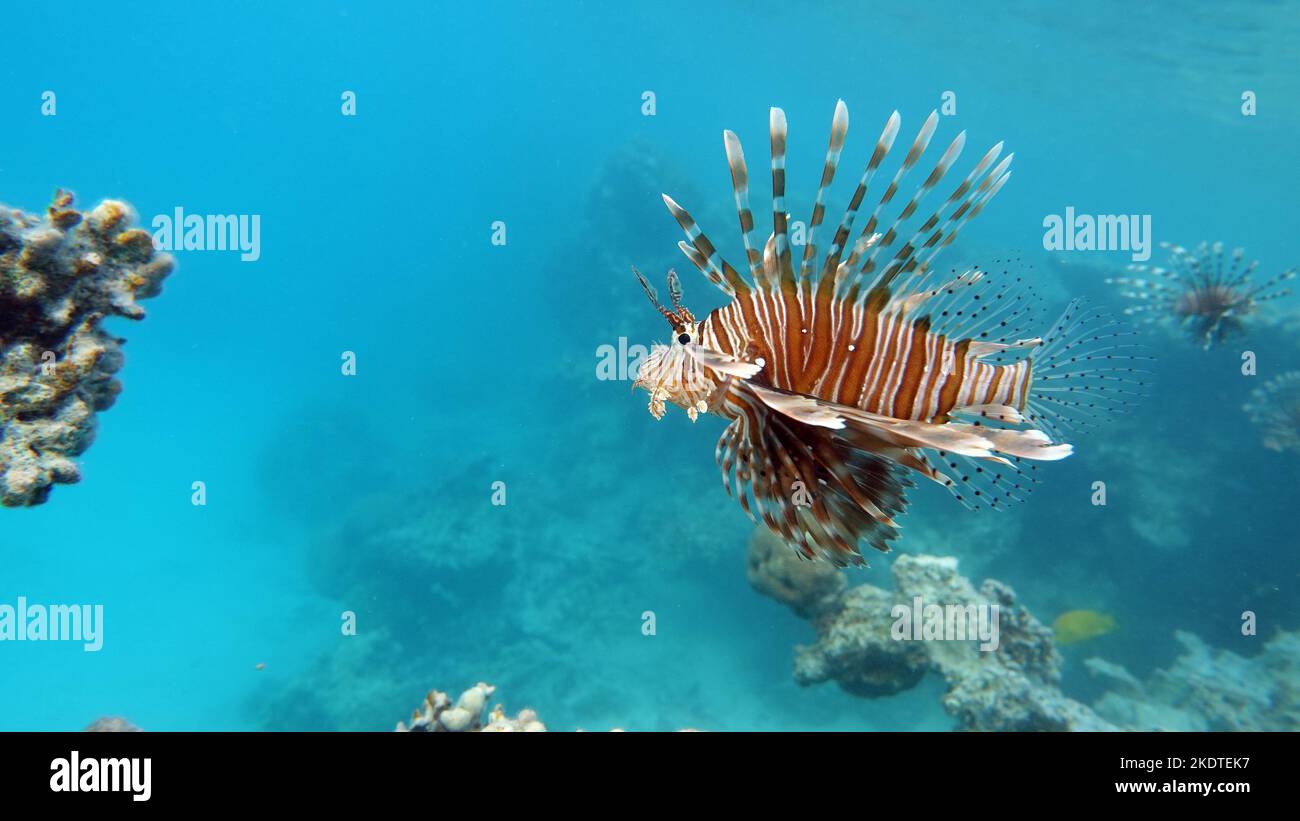 Lion Fish in the Red Sea in clear blue water hunting for food ...