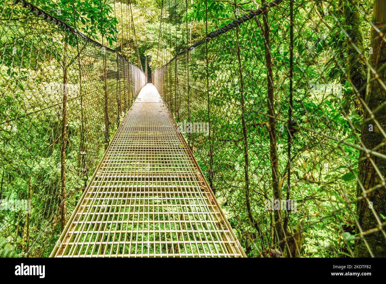 hanging bridge in costa rican rainforest Stock Photo - Alamy