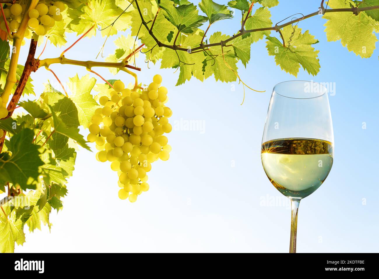 glass with white wine and grapevines against blue sky Stock Photo - Alamy