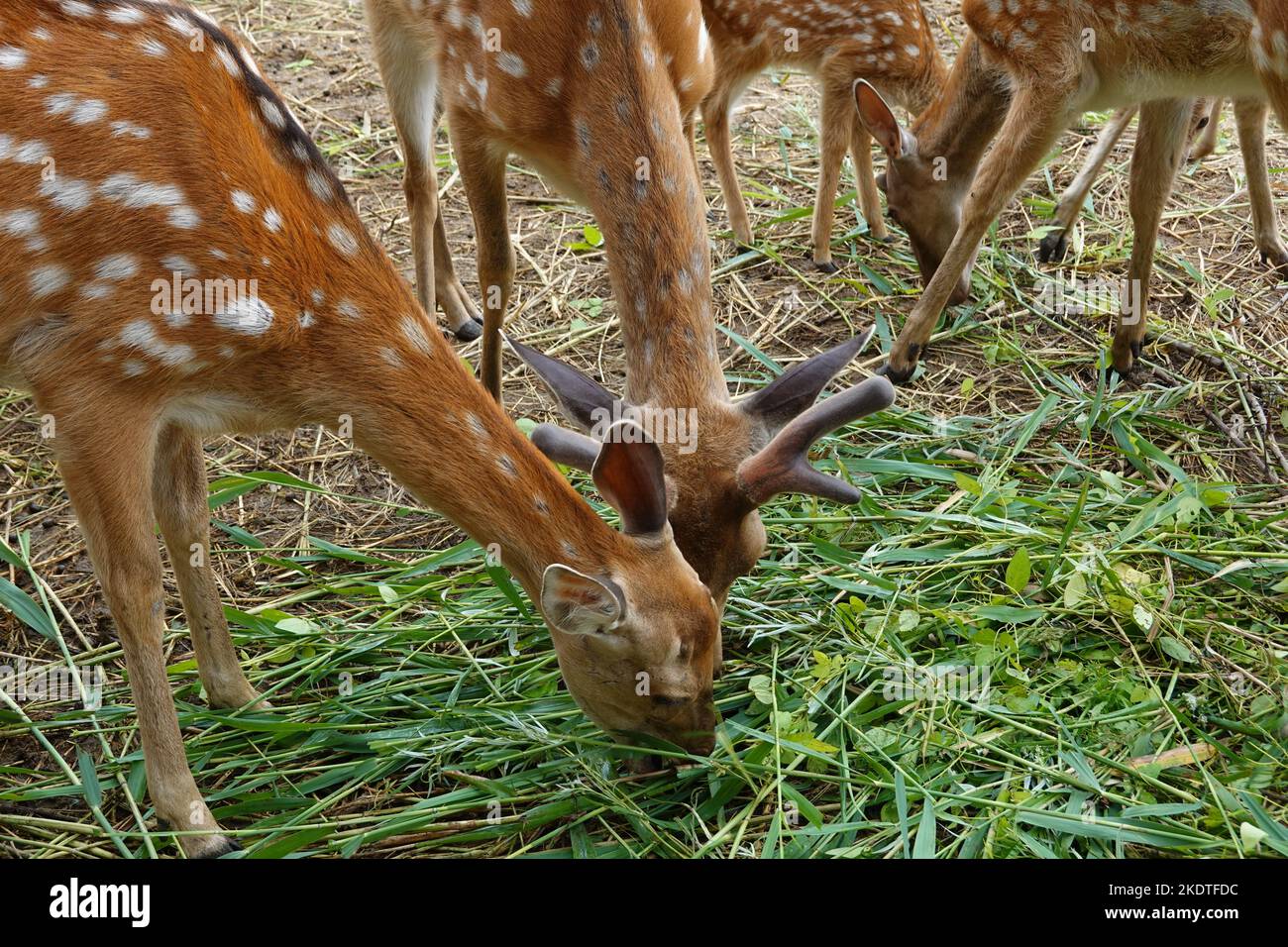 Sika deer are eating grass Stock Photo - Alamy