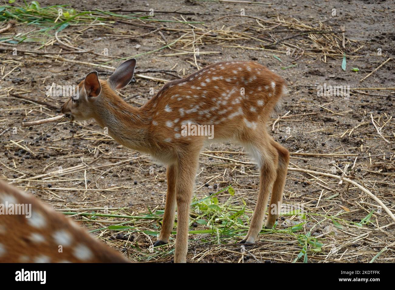 The little deer Stock Photo - Alamy