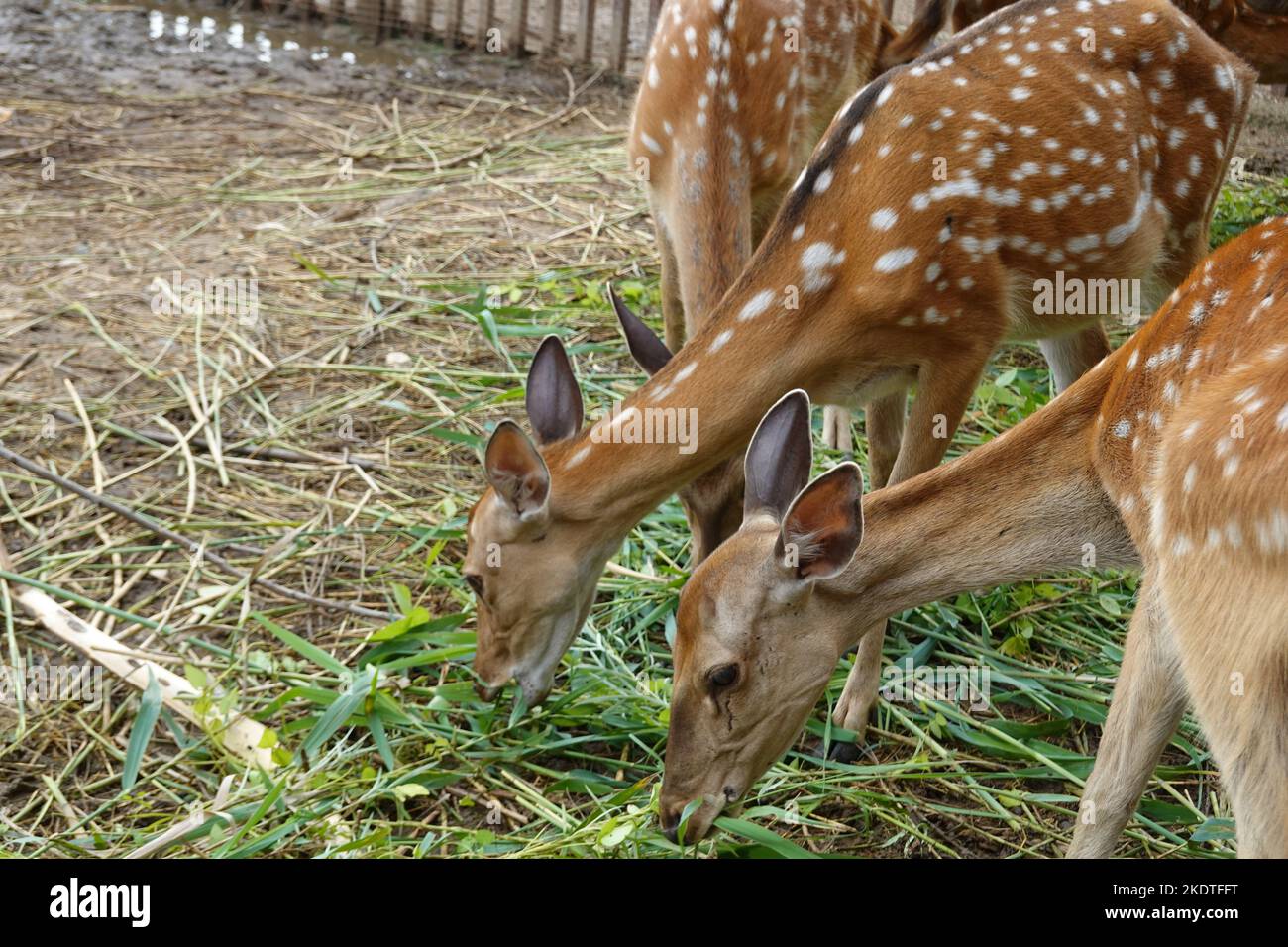Sika deer are eating grass Stock Photo - Alamy