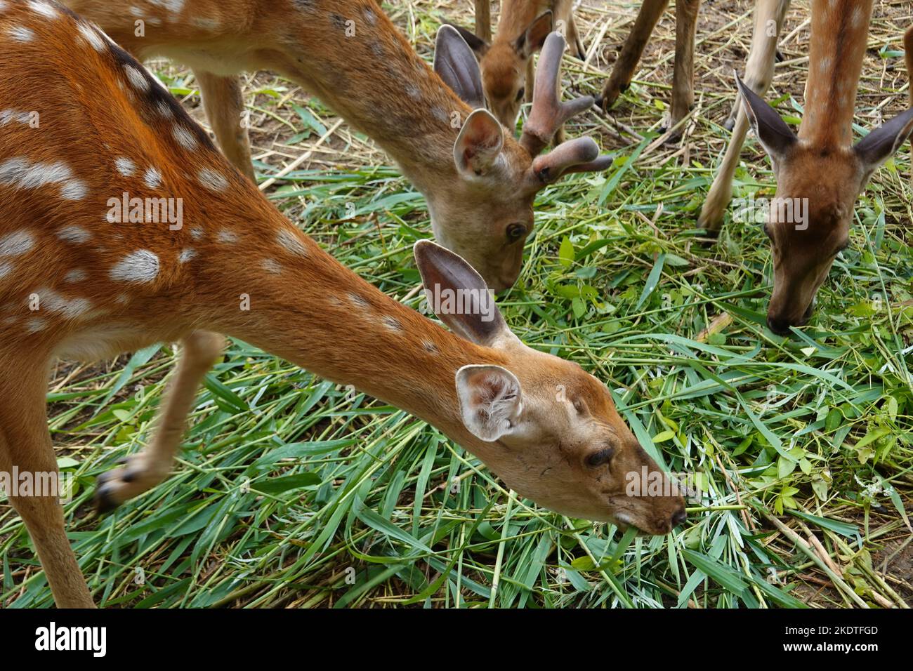 Sika deer are eating grass Stock Photo - Alamy