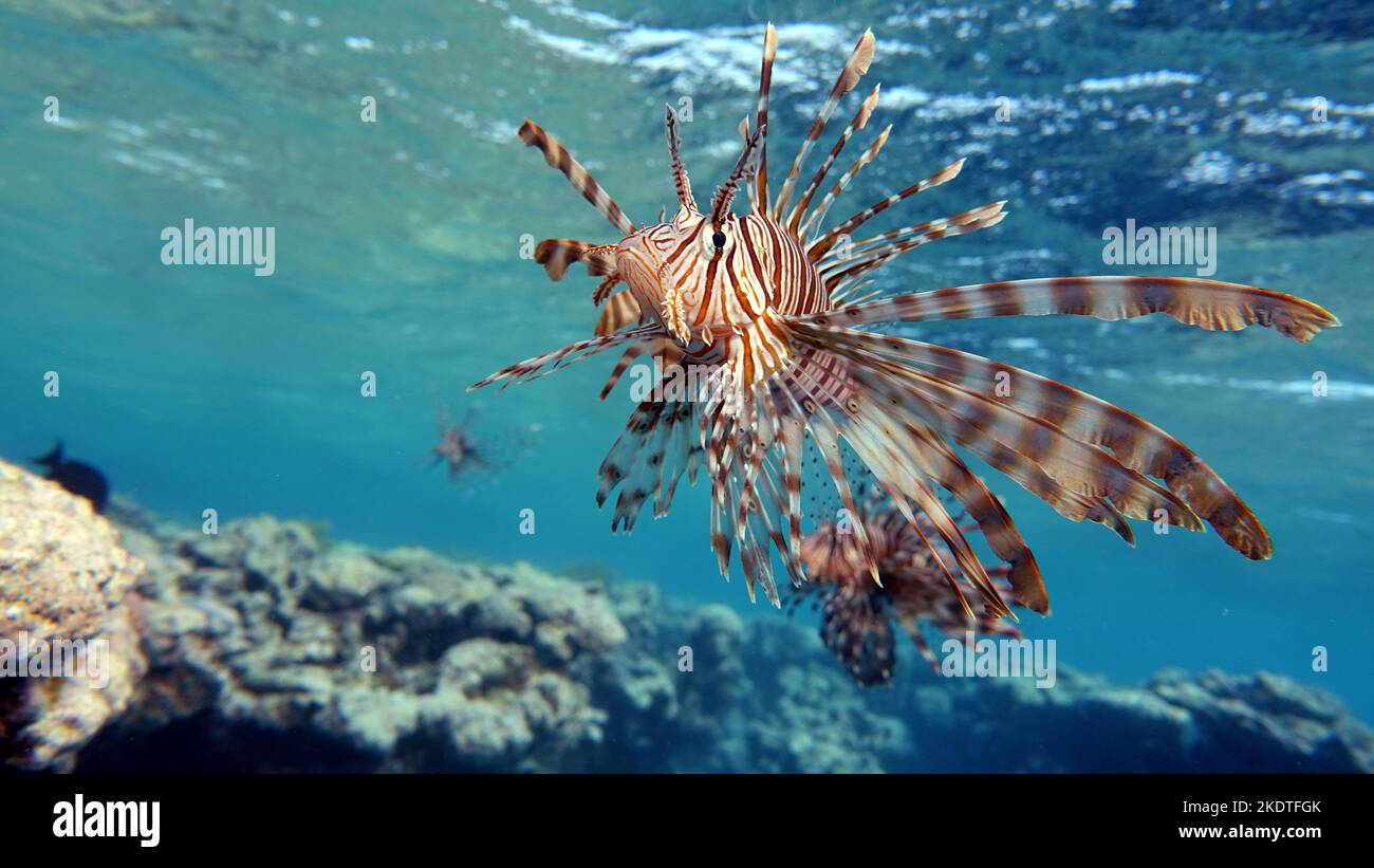 Lion Fish in the Red Sea in clear blue water hunting for food ...