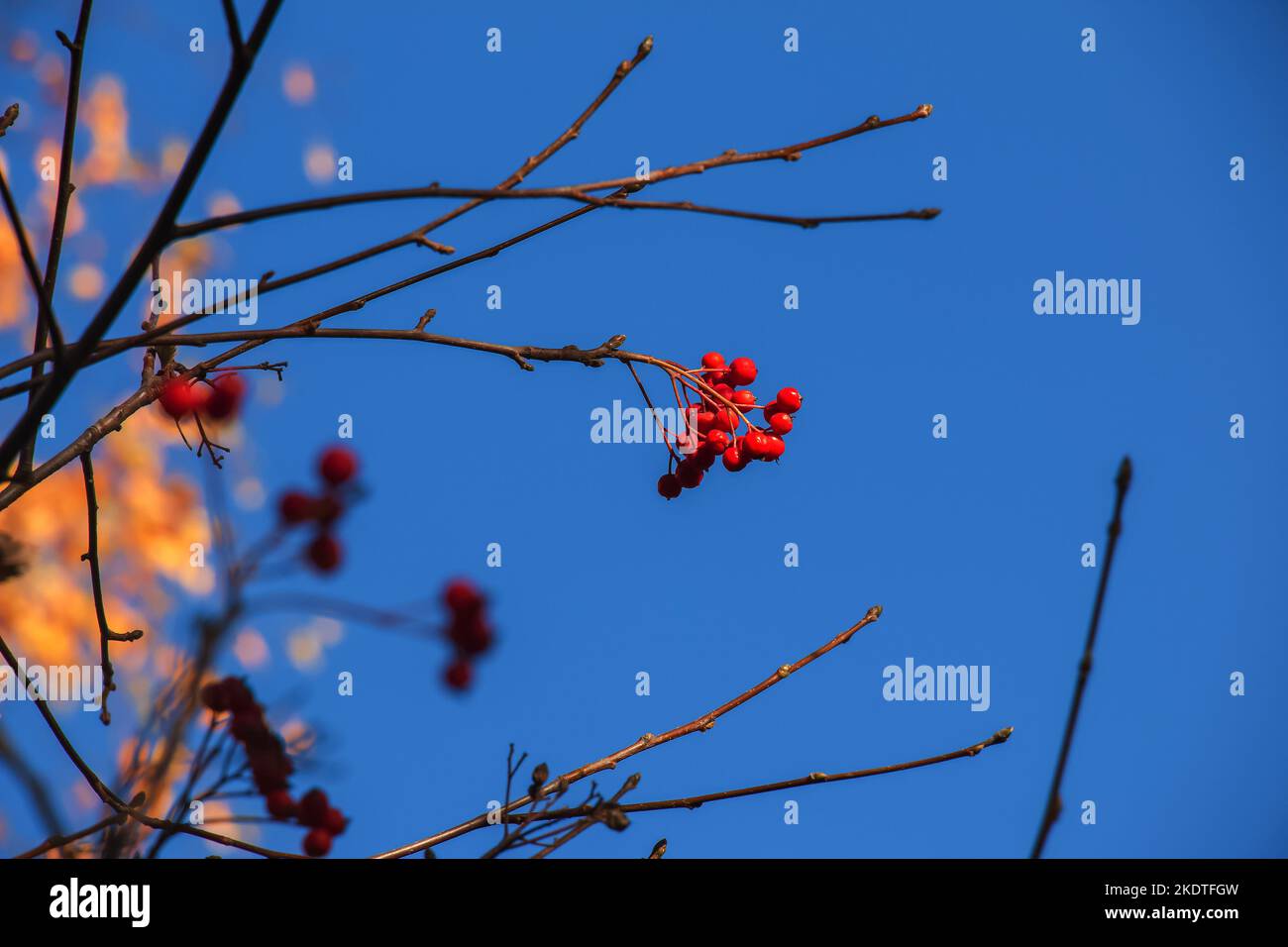 Autumn hawthorn branch with red berries and yellow green leaves on a ...