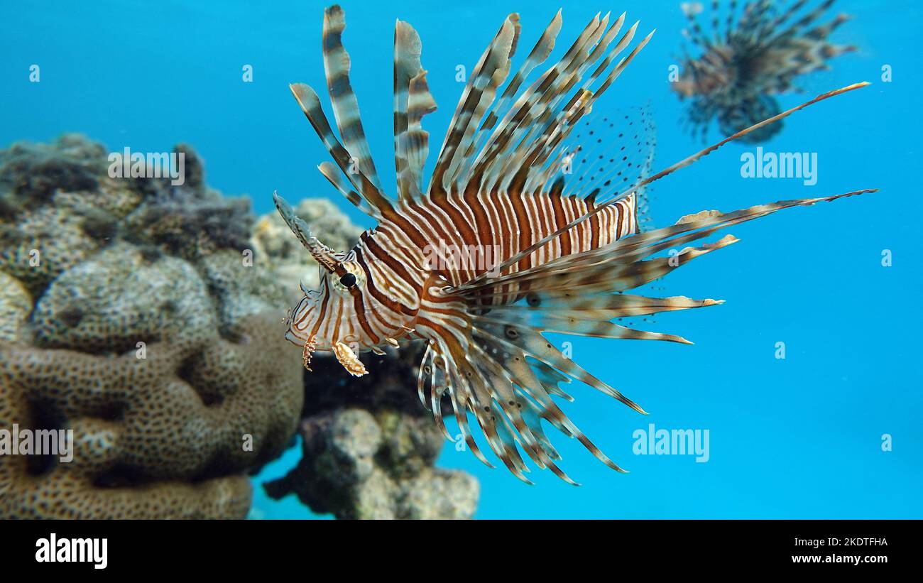 Lion Fish in the Red Sea in clear blue water hunting for food ...