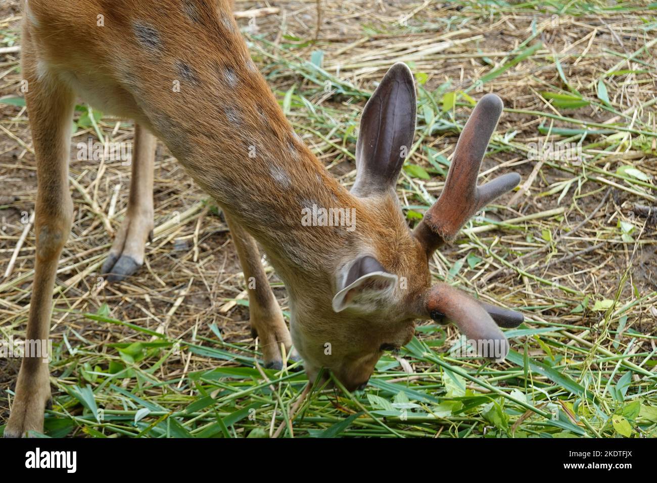 Eat grass sika deer head features Stock Photo - Alamy