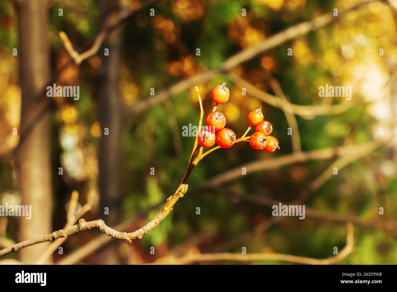 Autumn hawthorn branch with red berries and yellow green leaves on a ...