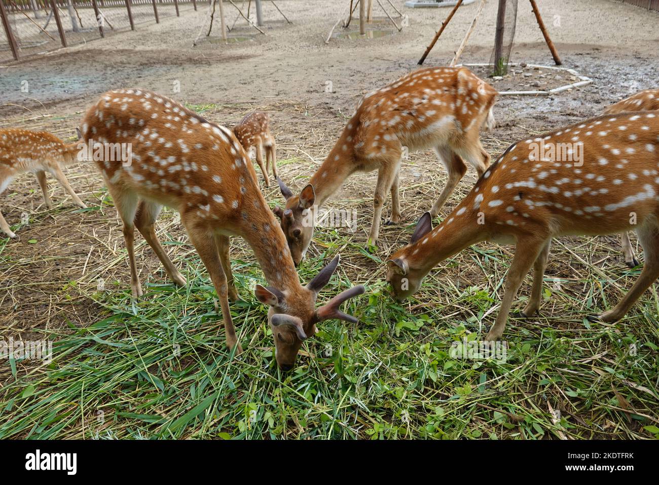 Sika deer are eating grass Stock Photo - Alamy