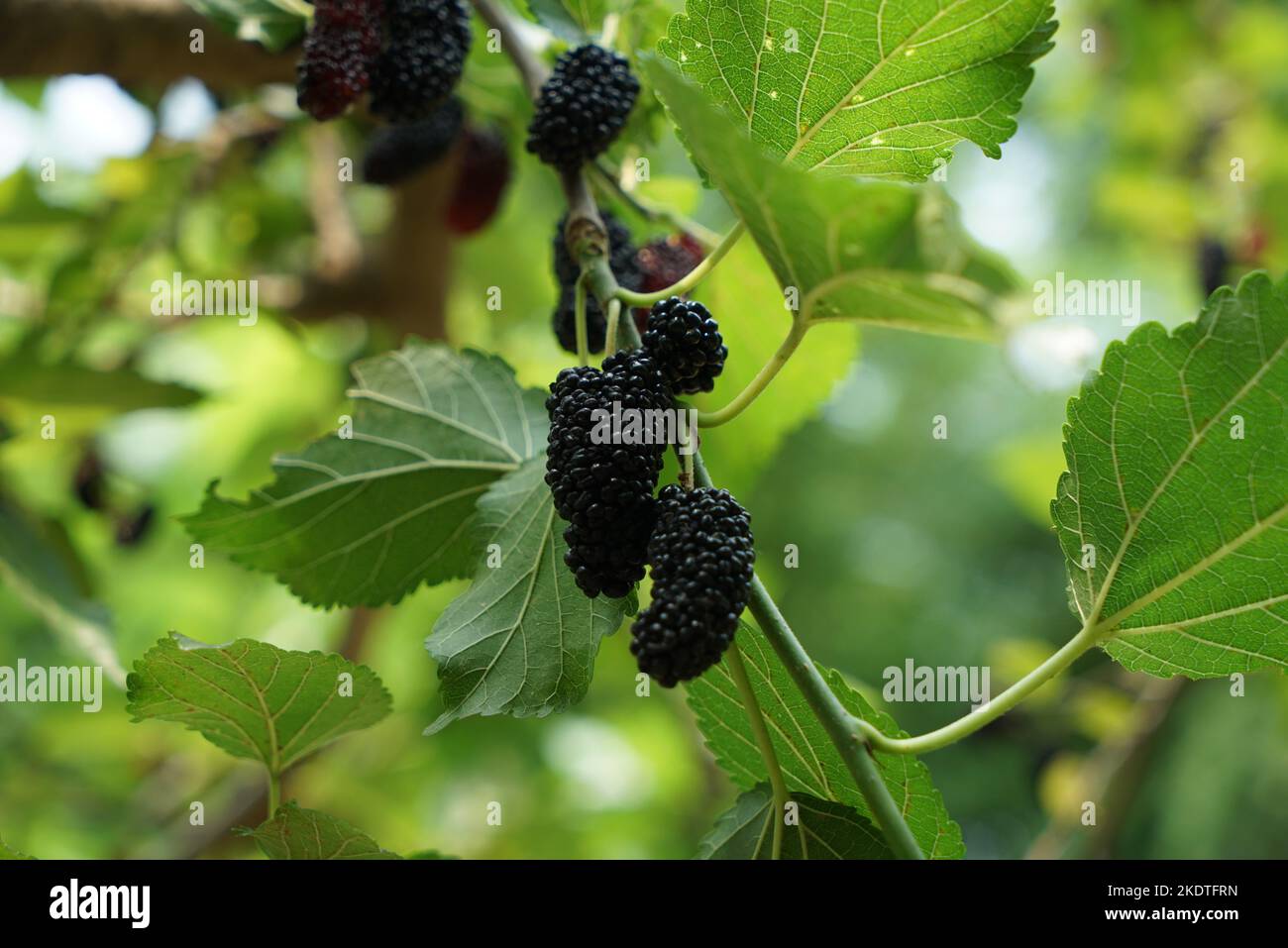Mulberry trees hi-res stock photography and images - Alamy