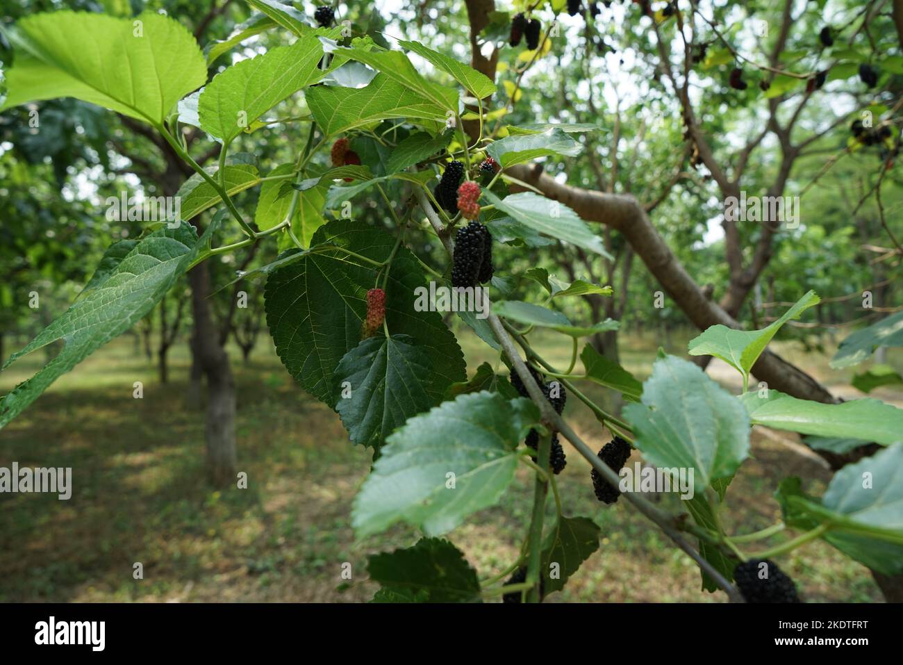 Full mulberry branches Stock Photo - Alamy