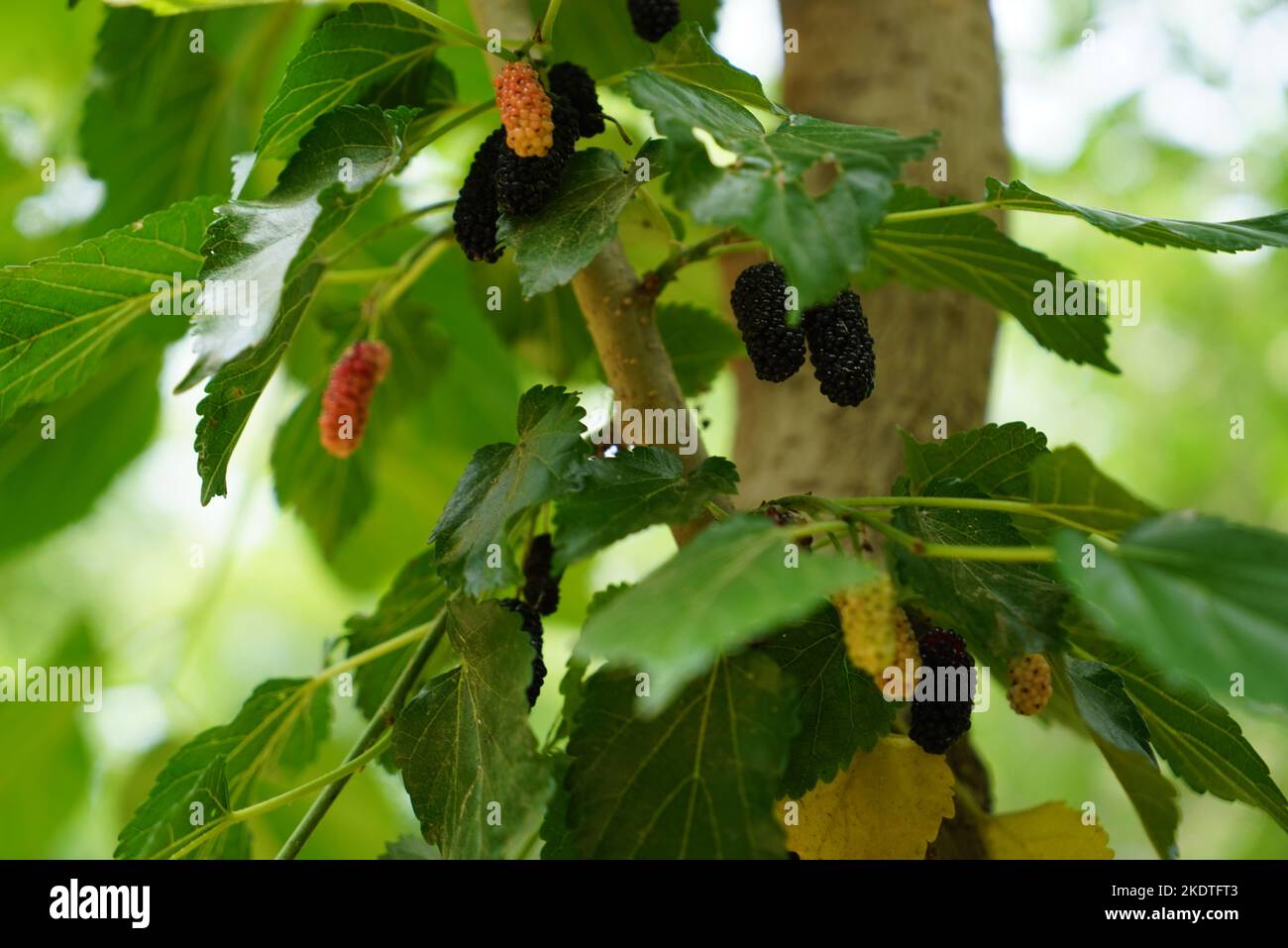 Harvesting mulberry leaves hi-res stock photography and images - Alamy
