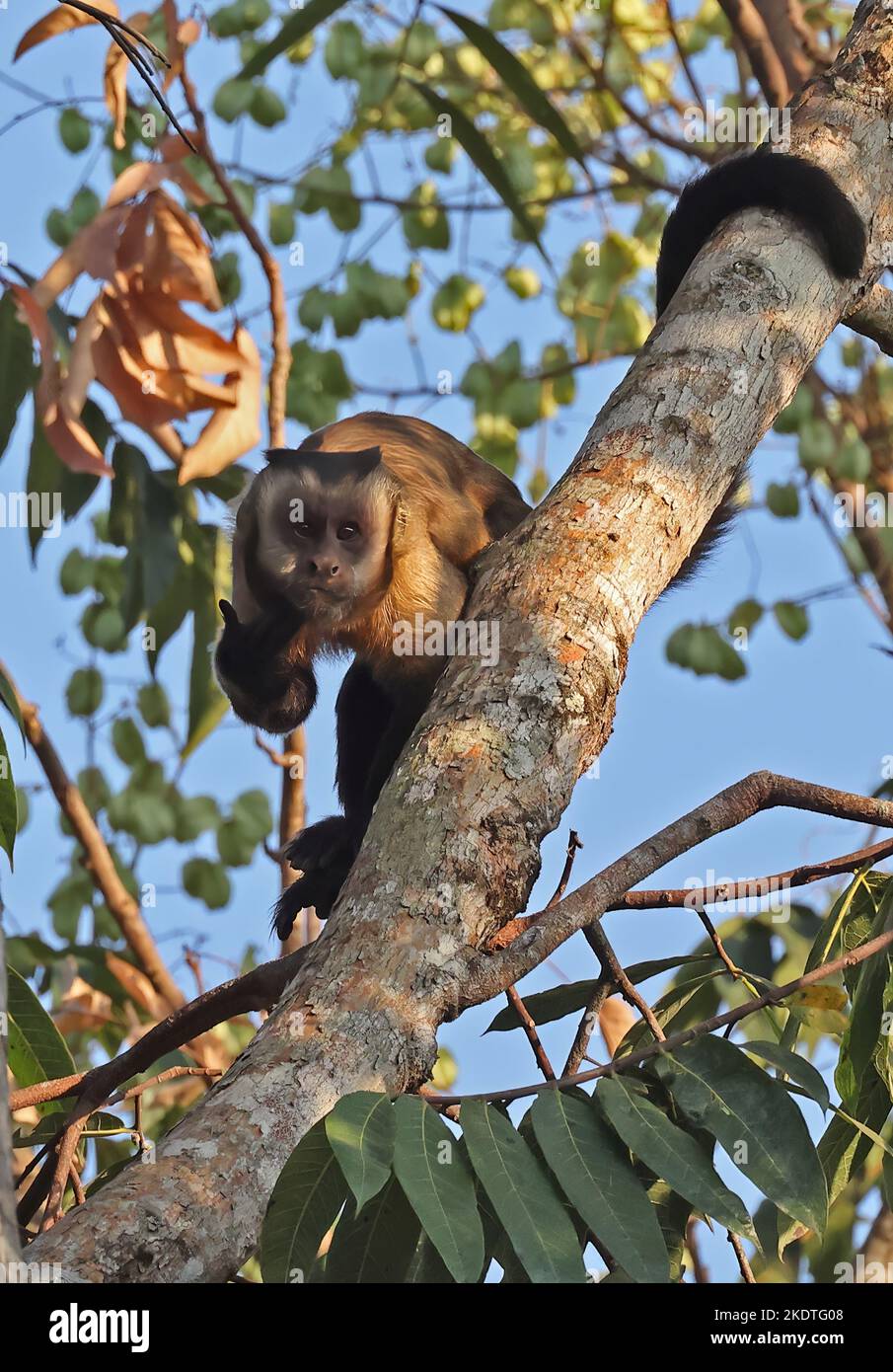 Guianan Brown Capuchin (Sapajus apella apella) adult standing on branch ...