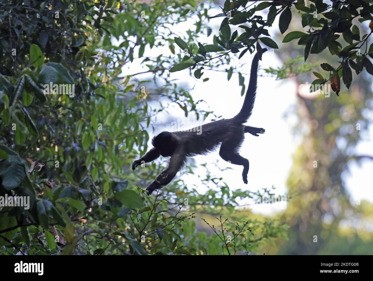 Guianan Brown Capuchin (Sapajus apella apella) adult jumping between ...