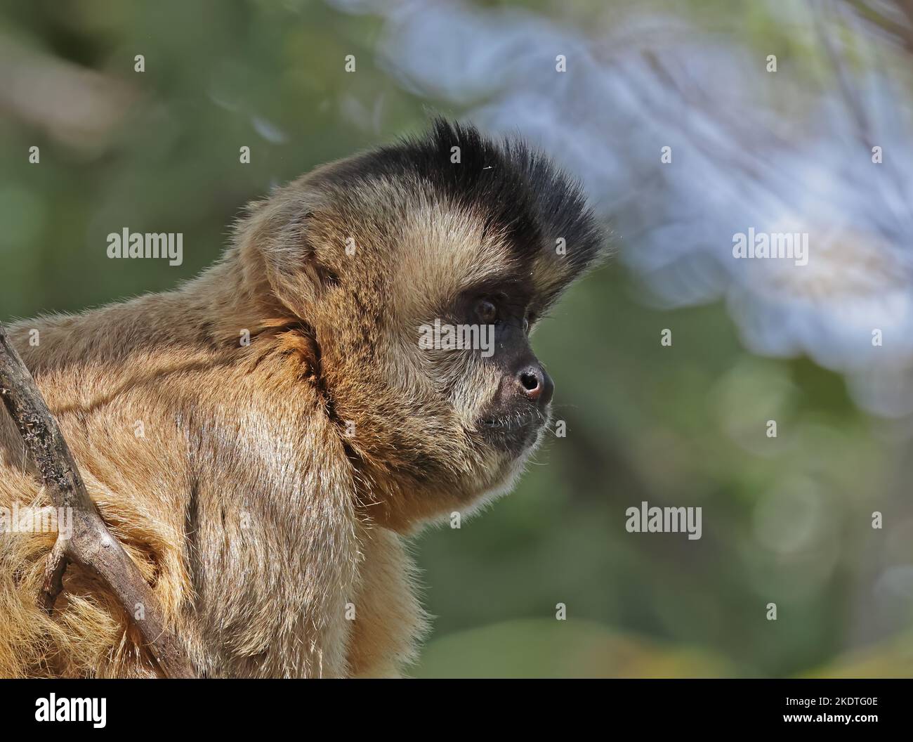 Guianan Brown Capuchin (Sapajus apella apella) close-up of adult ...