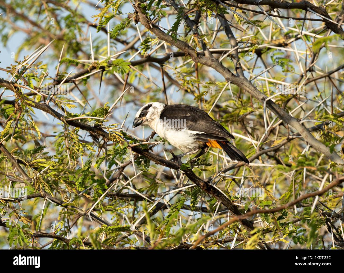 White-headed Buffalo-Weavers prefer acacia savannah as they use twigs ...