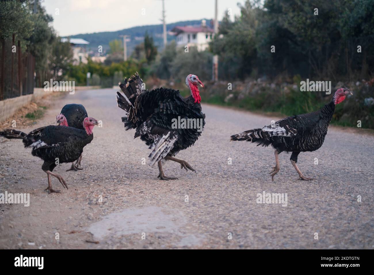 Turkey birds walking around the village. Meleagris gallopavo Stock ...