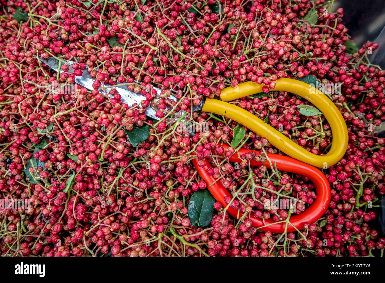 Huaxian county enjoys hi-res stock photography and images - Alamy