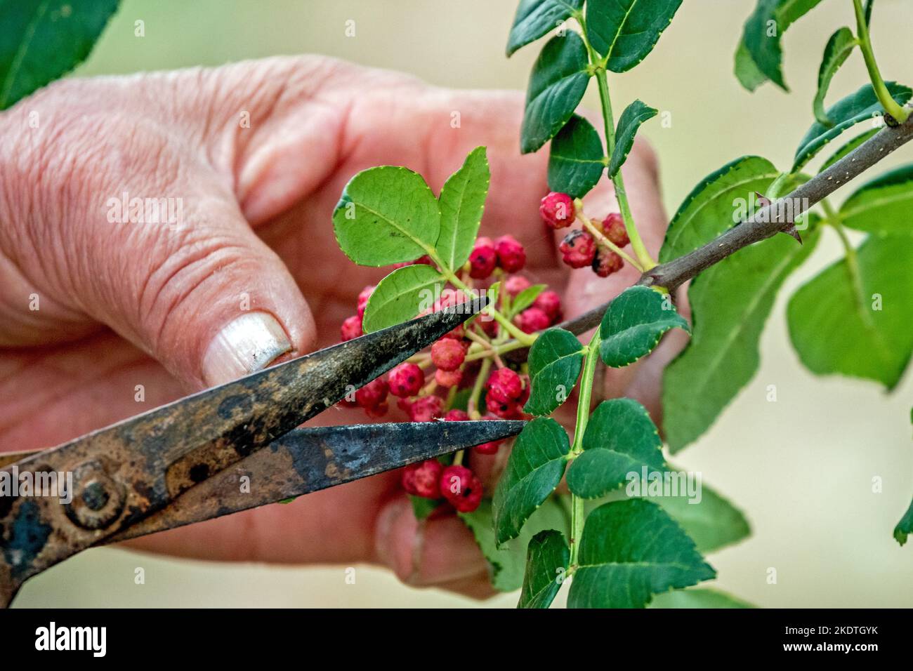 Henan huaxian county enjoys: farmers pick Chinese prickly ash Stock ...