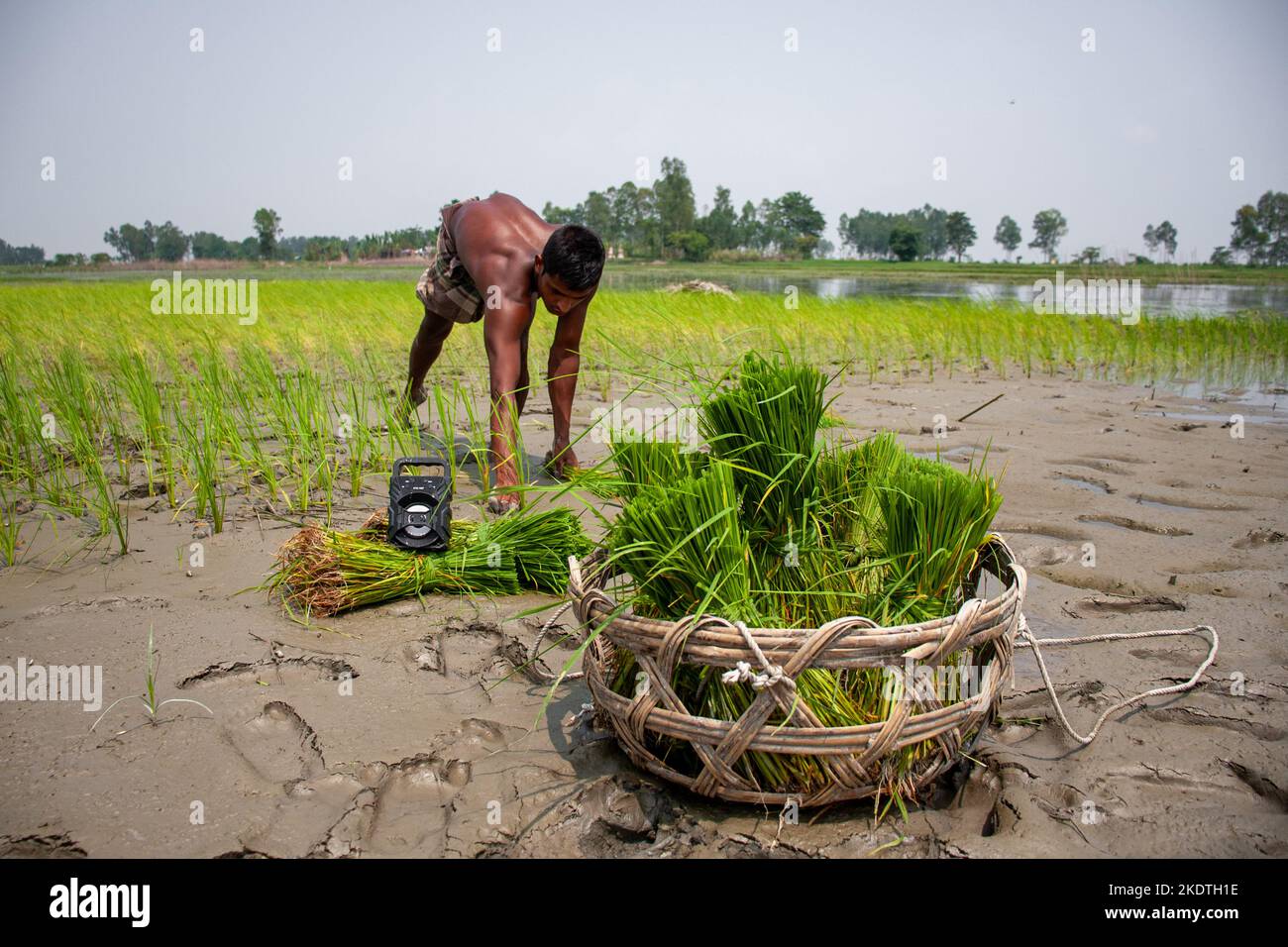 planting rice seedlings Stock Photo - Alamy