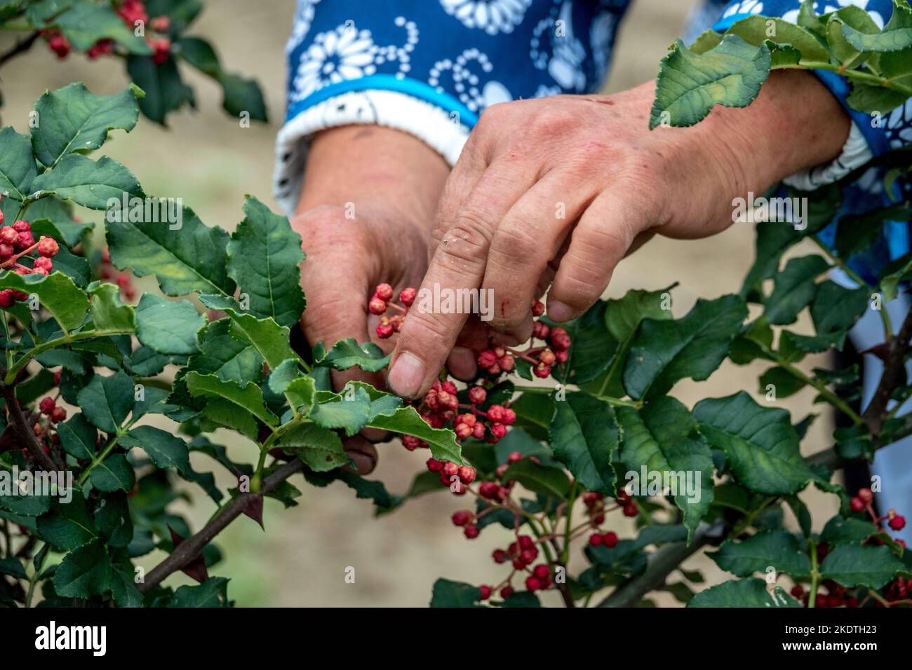 Henan huaxian county enjoys: farmers pick Chinese prickly ash Stock ...