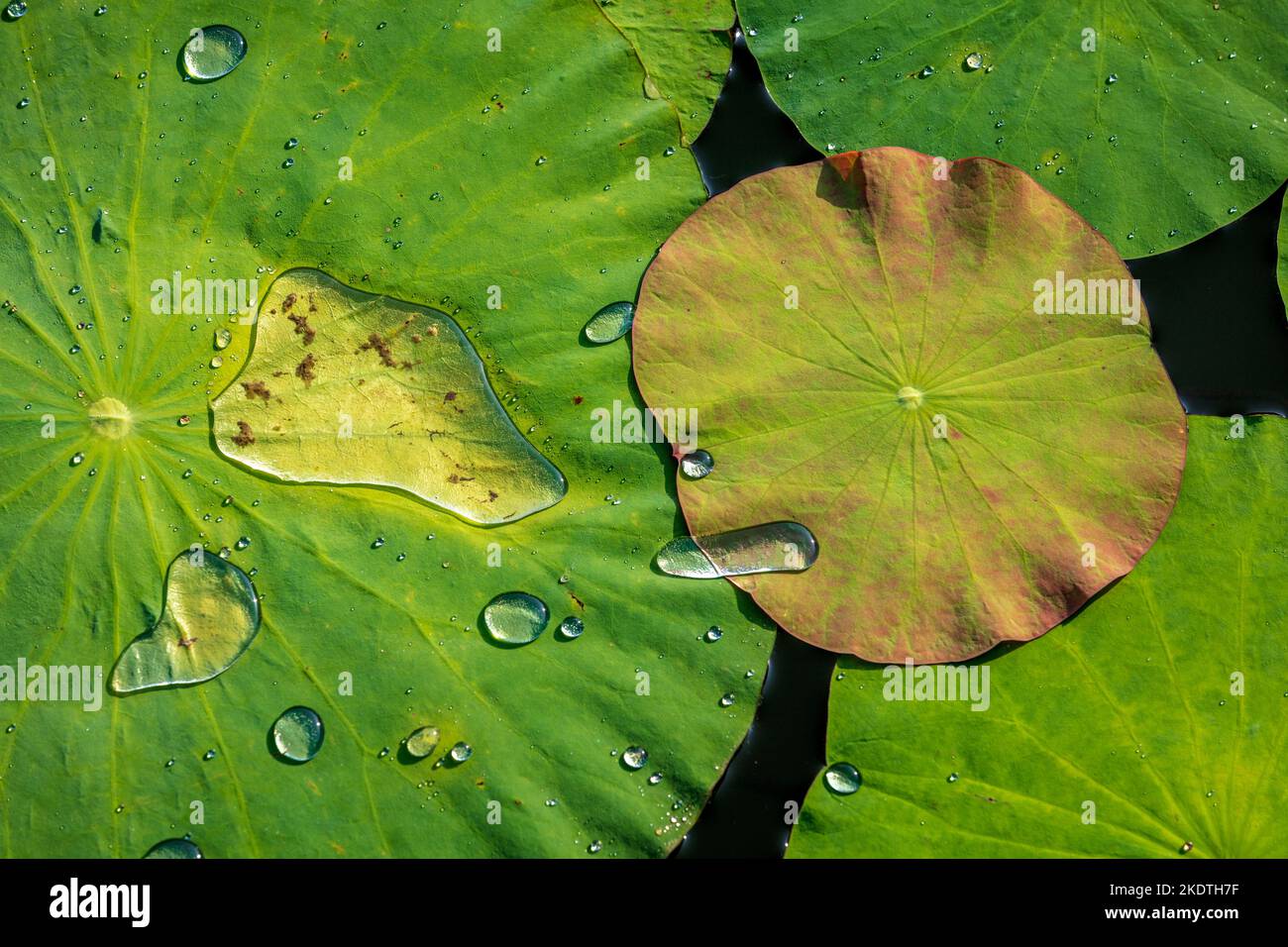 The new campus of henan huaxian county enjoys the first senior middle ...