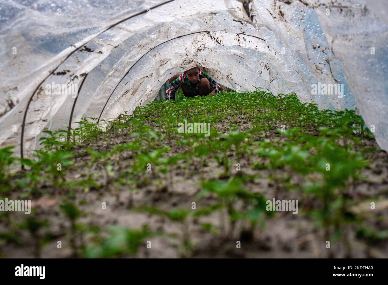 Chilli plant seedlings hi-res stock photography and images - Alamy