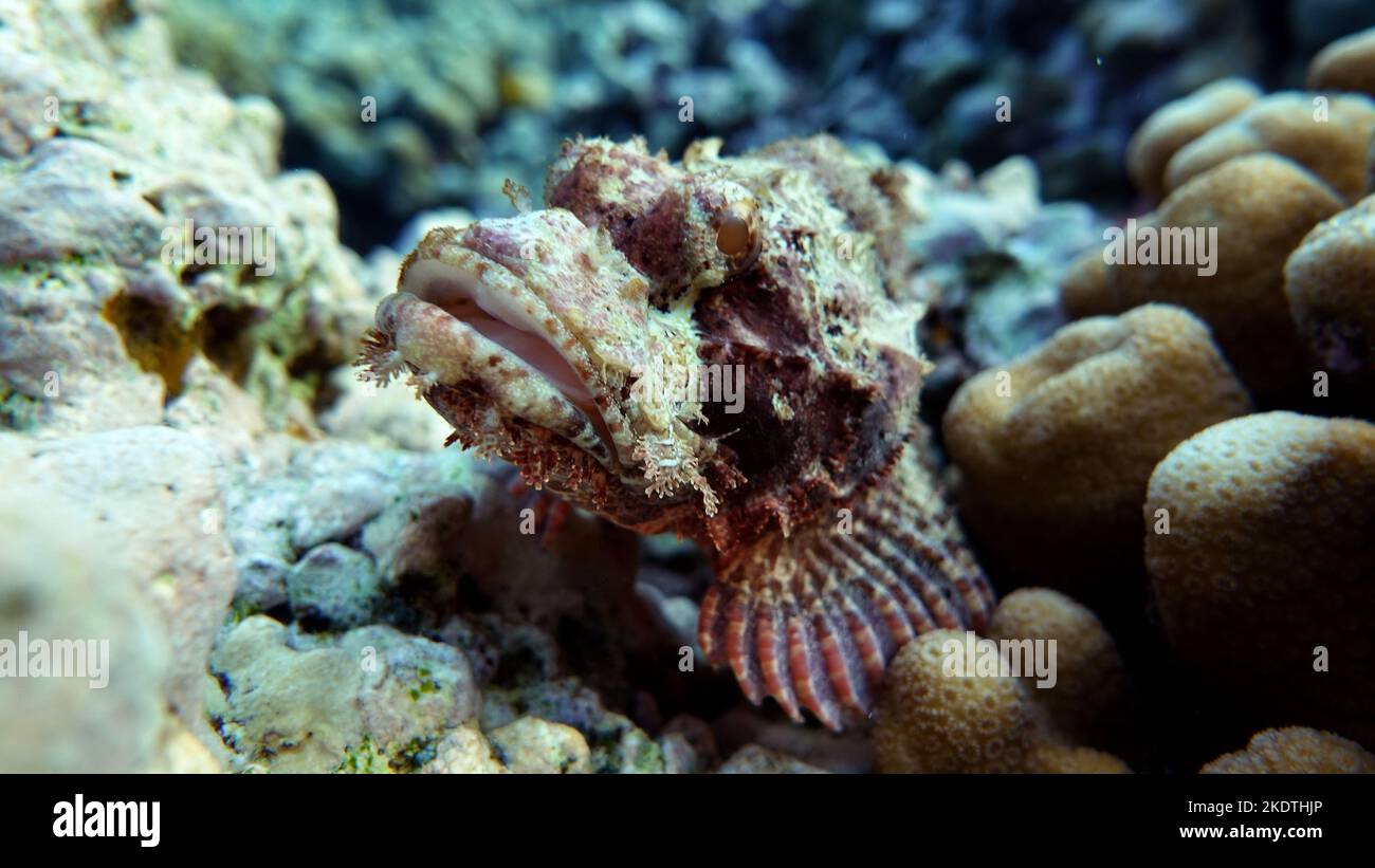 Tassled Scorpionfish. Fish - a type of bone fish Osteichthyes ...