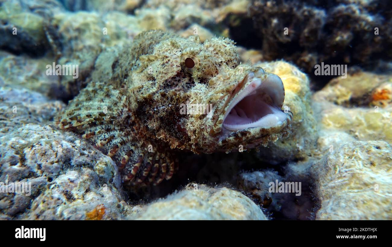 Tassled Scorpionfish. Fish - a type of bone fish Osteichthyes ...
