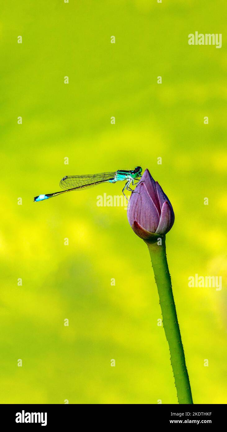 Lock screen photo: xiao-he only expenses furore, had a dragonfly made ...