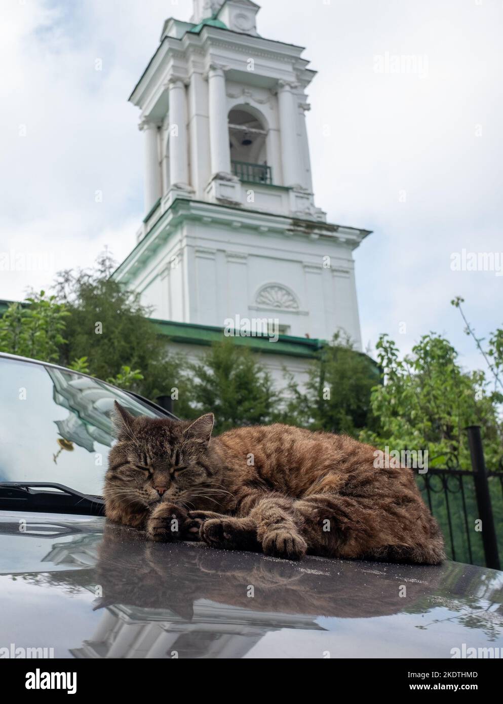 An untidy homeless cat sleeps on the hood of a parked car against the ...