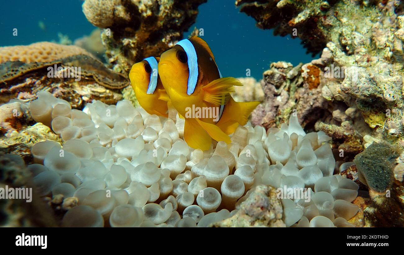 Clown fish amphiprion (Amphiprioninae). Red sea clown fish. Nemo Stock ...