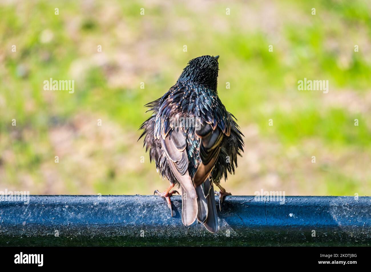 The common starling or Sturnus vulgaris or the European starling is a ...