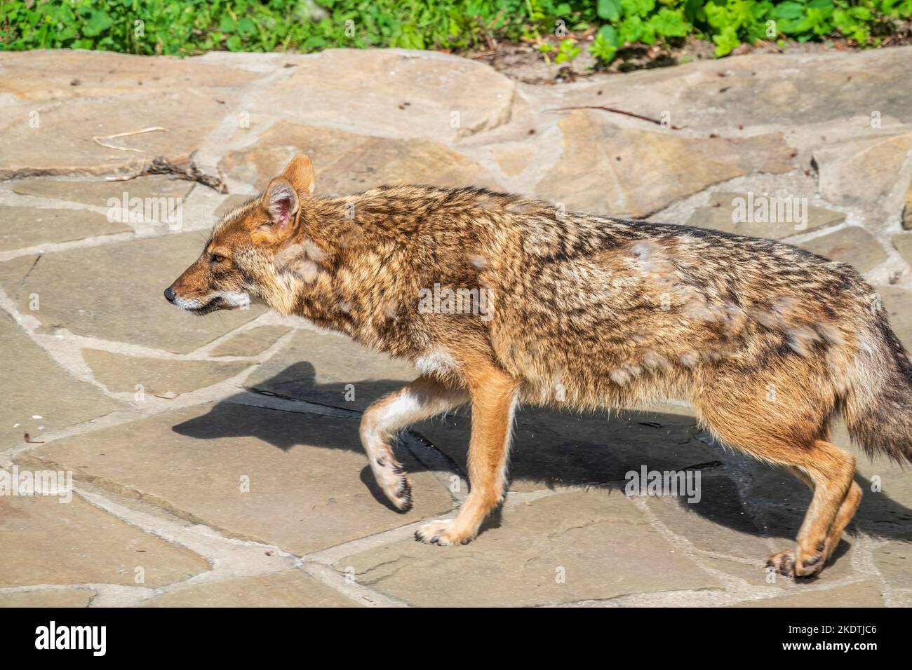 Gray wolf in forest on the green grass. The wolf, Canis lupus, also ...