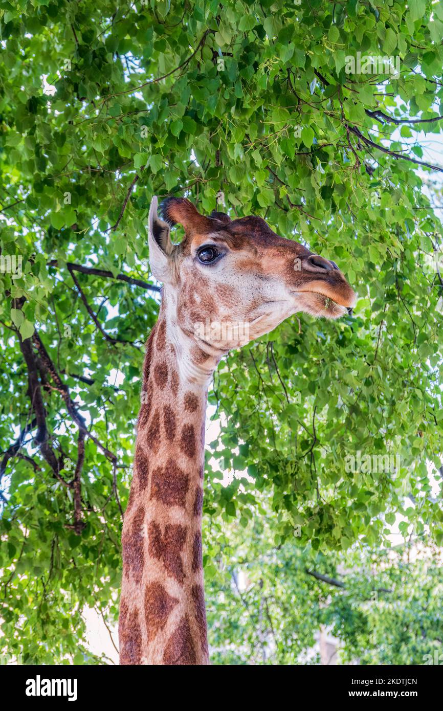 Close-up giraffe head on green leaves background. Giraffes head against ...