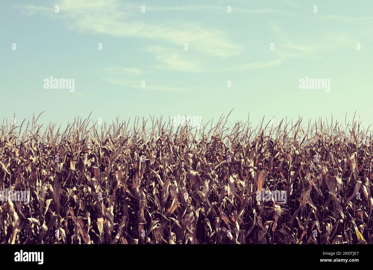 Millet wheat hi-res stock photography and images - Alamy