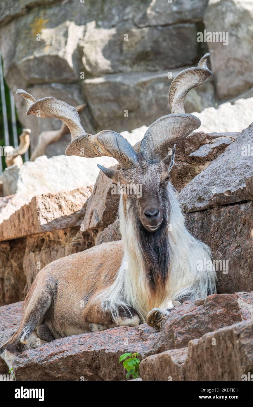 Close-up portrait of Markhor, Capra falconeri, wild goat native to ...