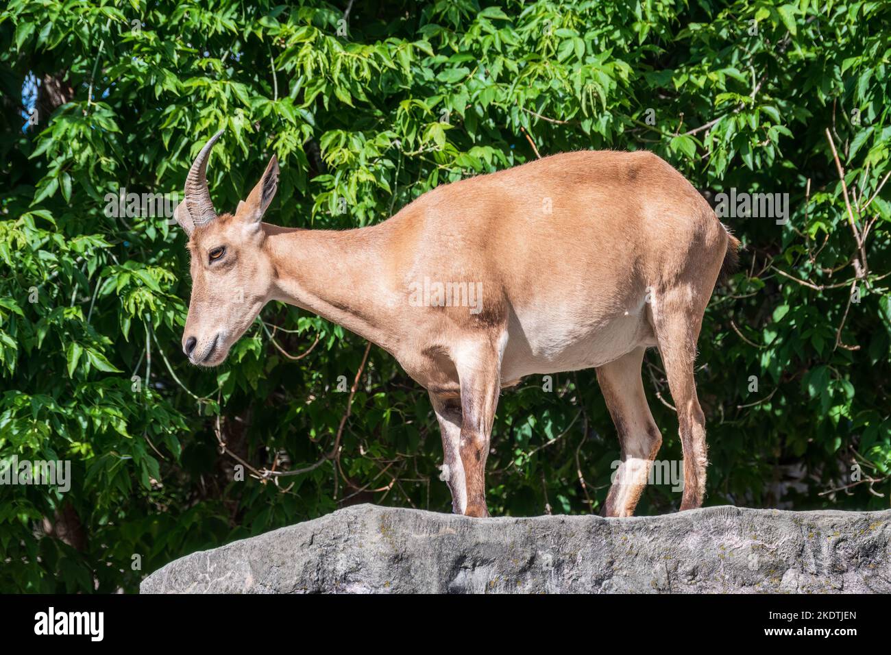Mountain goat or East caucasian tur, female, latin name Carpa ...