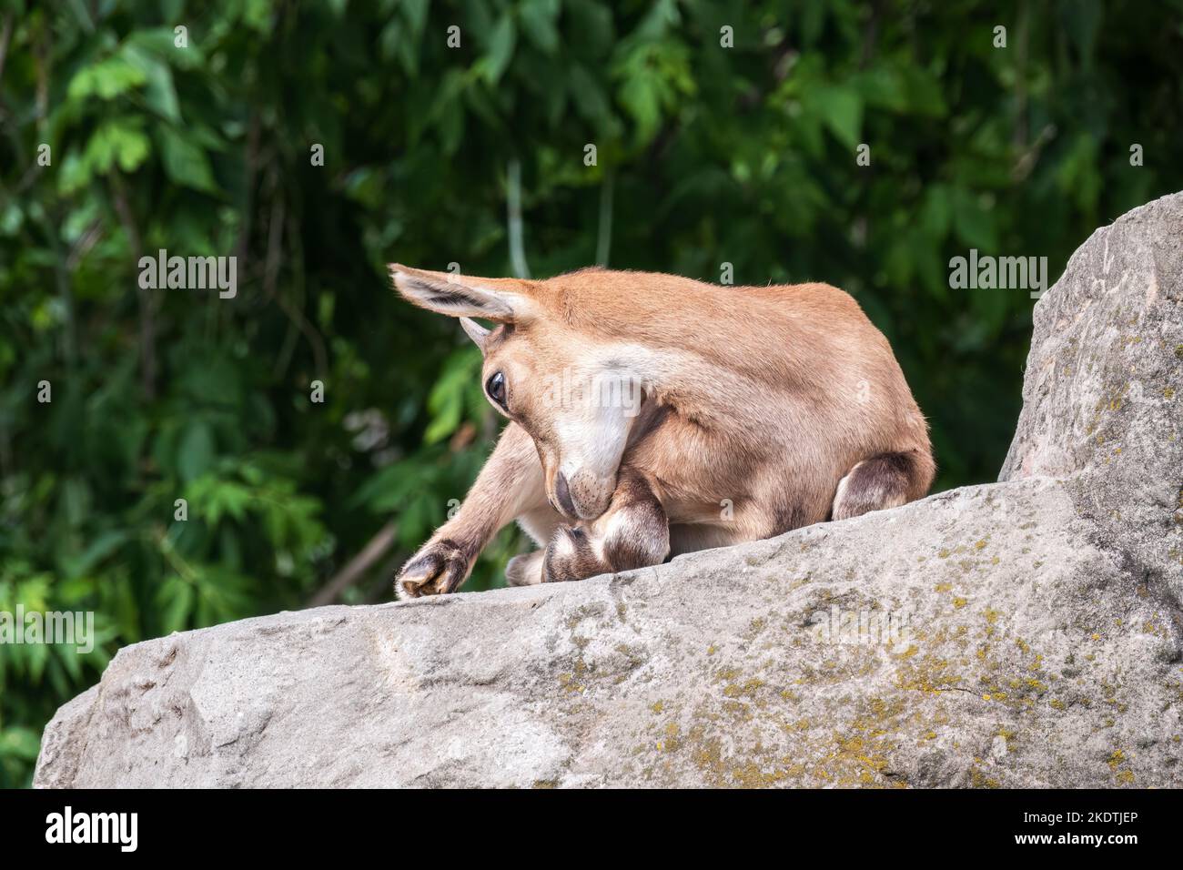 Markhor goatlings jump on the rocks. Markhor, Capra falconeri, wild ...