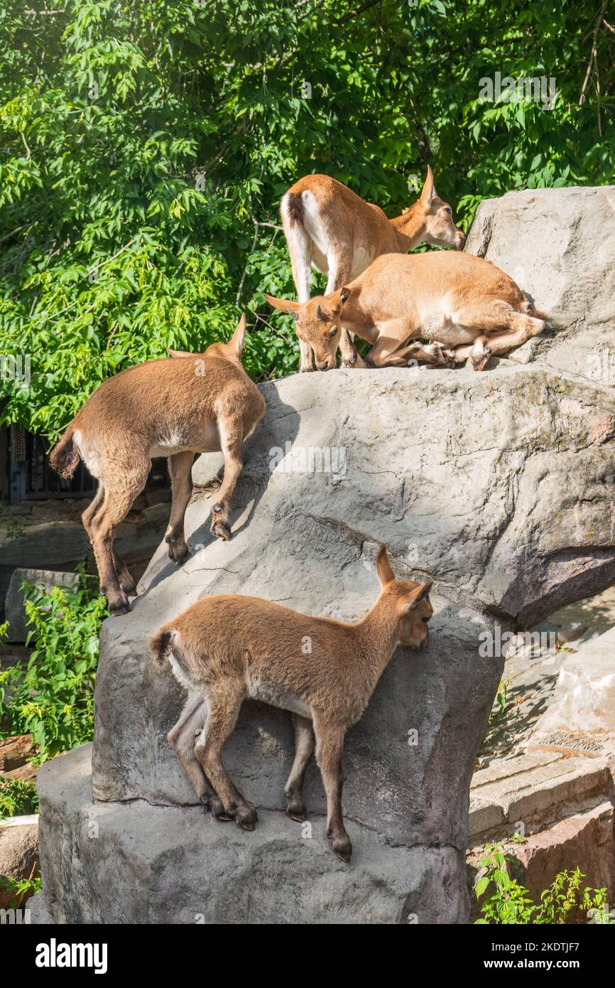 Markhor goatlings jump on the rocks. Markhor, Capra falconeri, wild ...